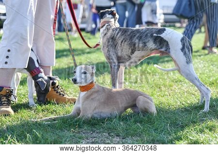 Woman Walking On Leash Image & Photo (Free Trial) | Bigstock