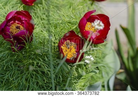 Peony Images, Illustrations & Vectors (Free) - Bigstock