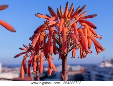 Aloe Mudenensis Orange Image & Photo (Free Trial) | Bigstock