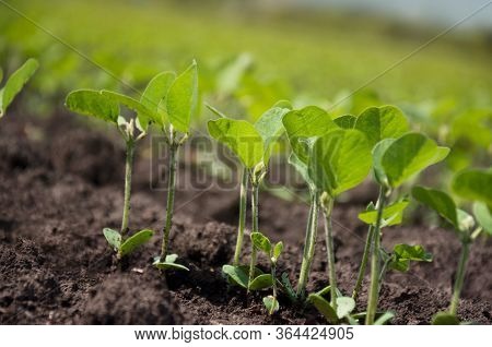 Field Young Shoots Soy Image & Photo (Free Trial) | Bigstock