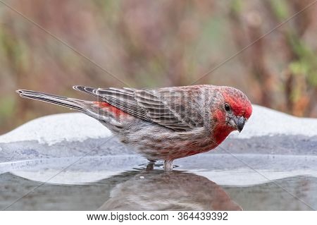 Male House Finch Image & Photo (Free Trial) | Bigstock