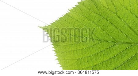 Tip Leaf Close Macro Image & Photo (Free Trial) | Bigstock