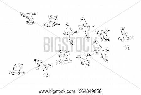 Ducks. Flock Birds Vector & Photo (Free Trial) | Bigstock