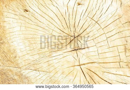 Log Surface Structure Image & Photo (Free Trial) | Bigstock