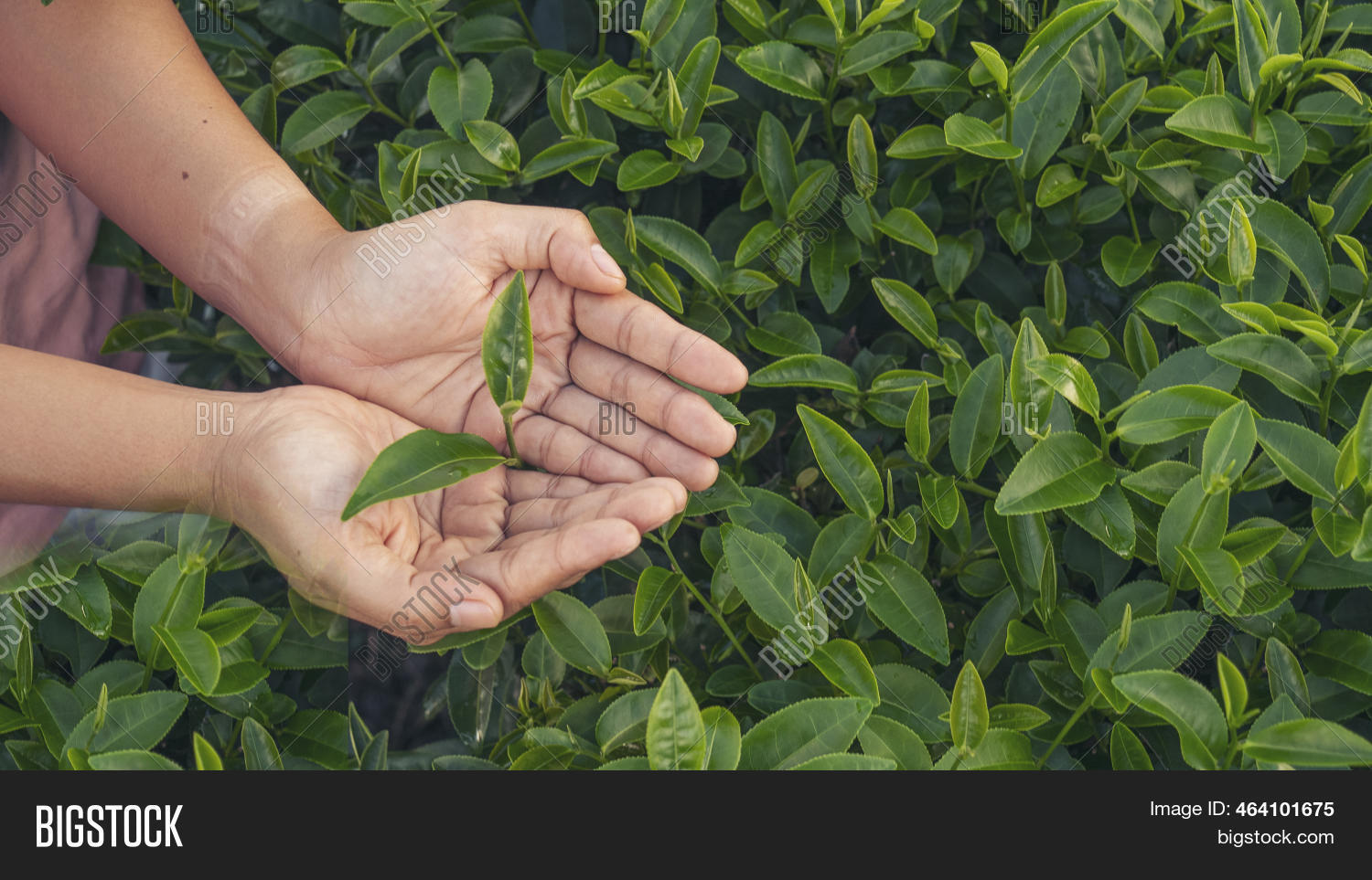 Woman Hand Plucking Image & Photo (Free Trial) | Bigstock