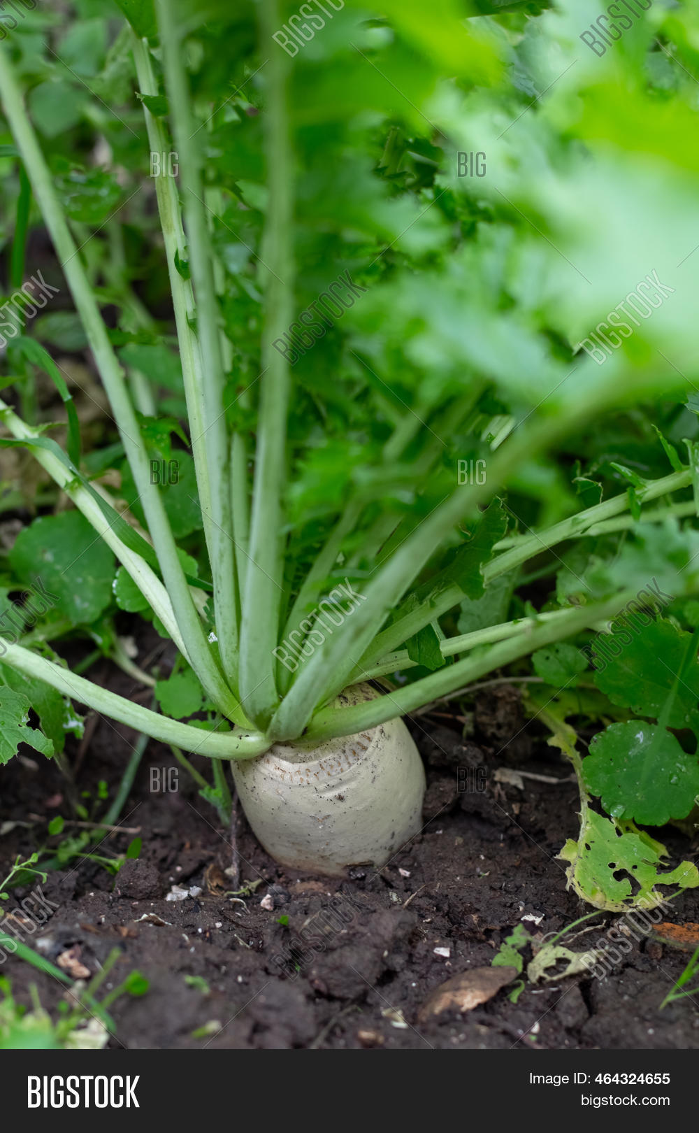 White Daikon Fruit Image & Photo (Free Trial) | Bigstock