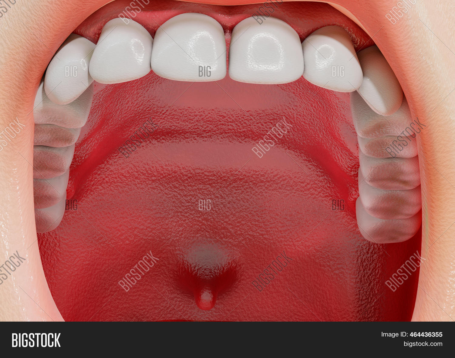 Human Incisors Canines Image & Photo (Free Trial) | Bigstock