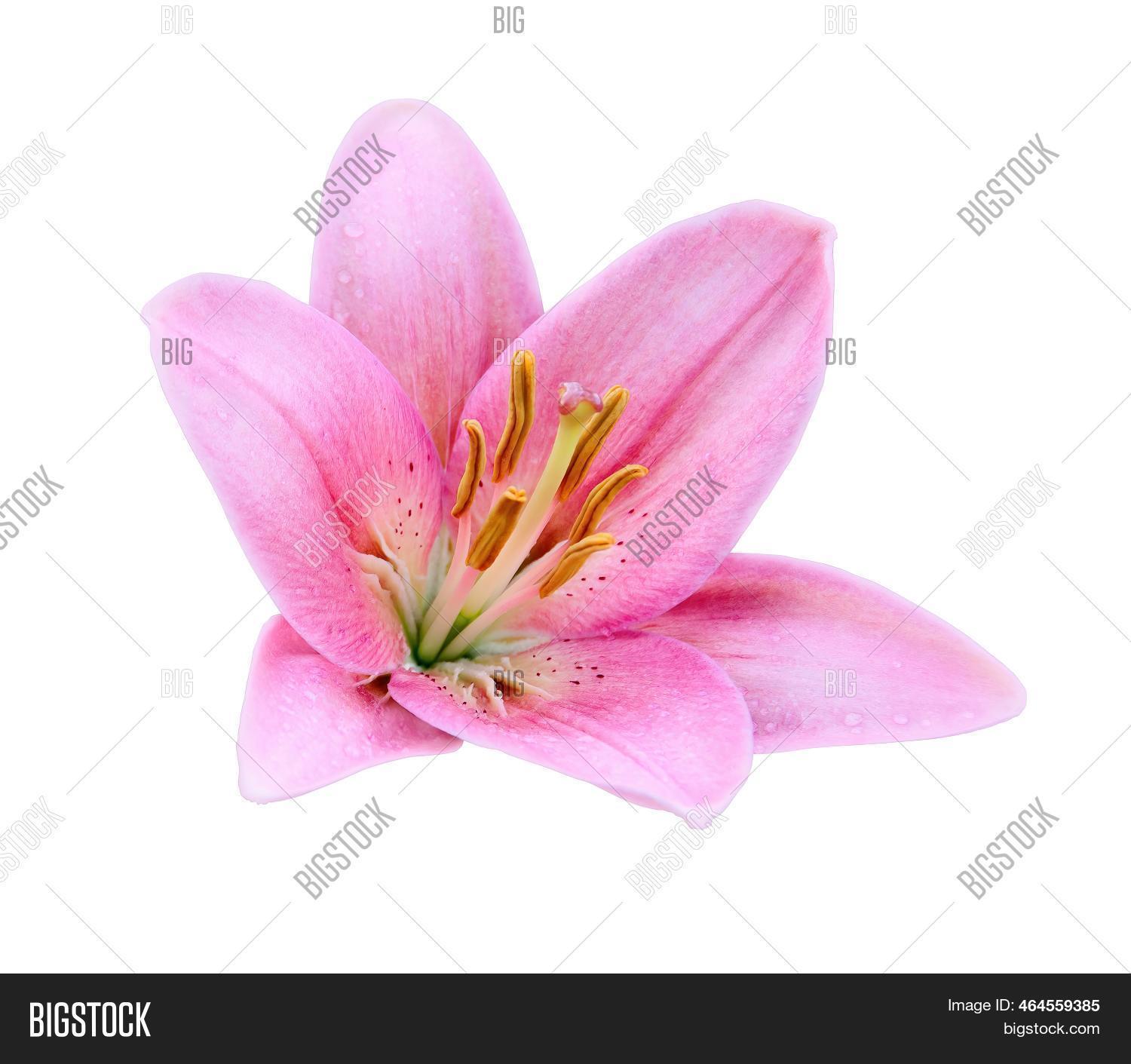 Pink Lily Flower On Image & Photo (Free Trial) | Bigstock