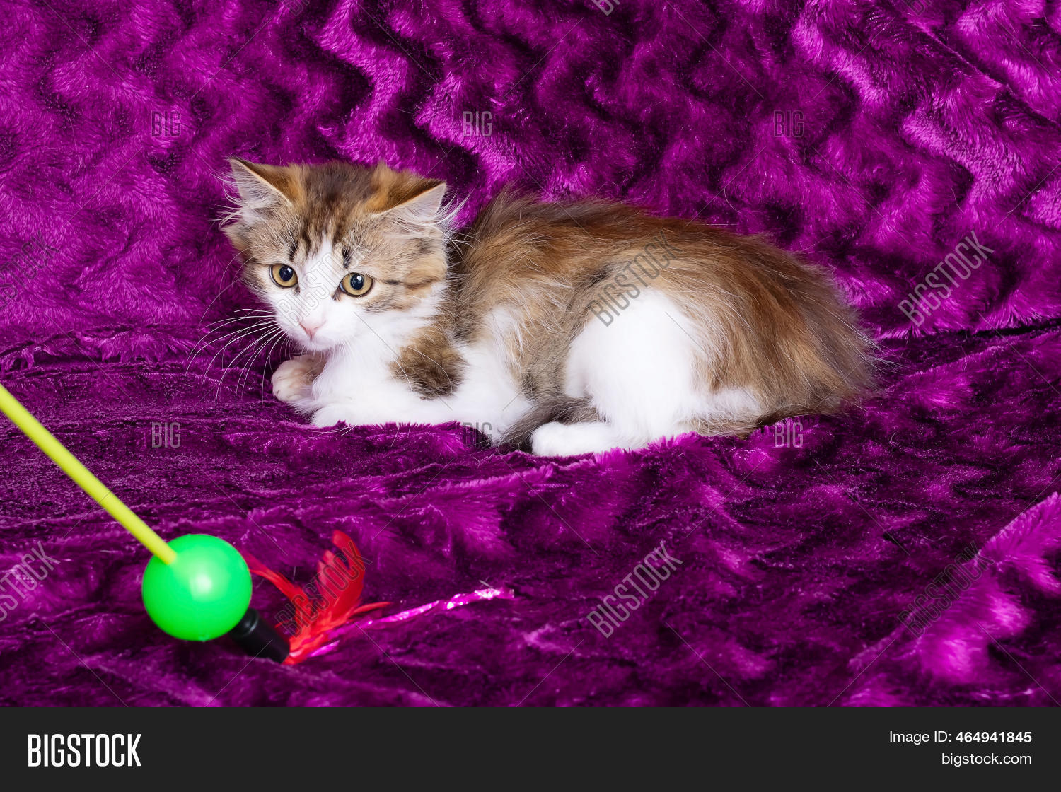 Kitten Toy On Purple Image & Photo (Free Trial) | Bigstock