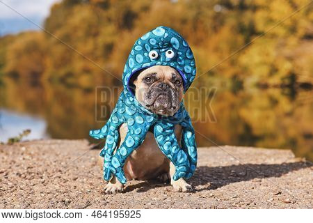 Halloween Dog Costume Image & Photo (Free Trial) | Bigstock