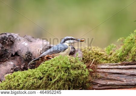 Young Nuthatch Image & Photo (Free Trial) | Bigstock