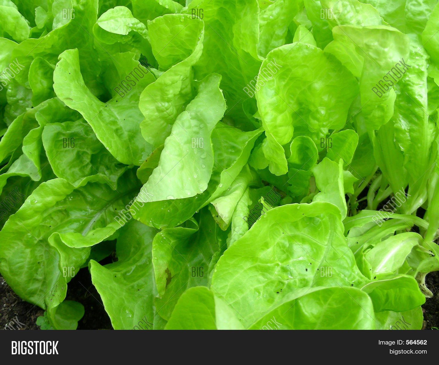Lettuce Image & Photo (Free Trial) | Bigstock