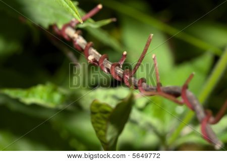 Curly Vine Image & Photo (Free Trial) | Bigstock