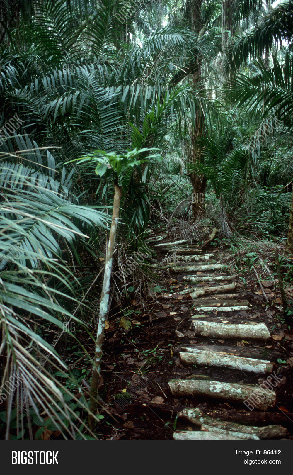 Jungle Trail Image & Photo (Free Trial) | Bigstock