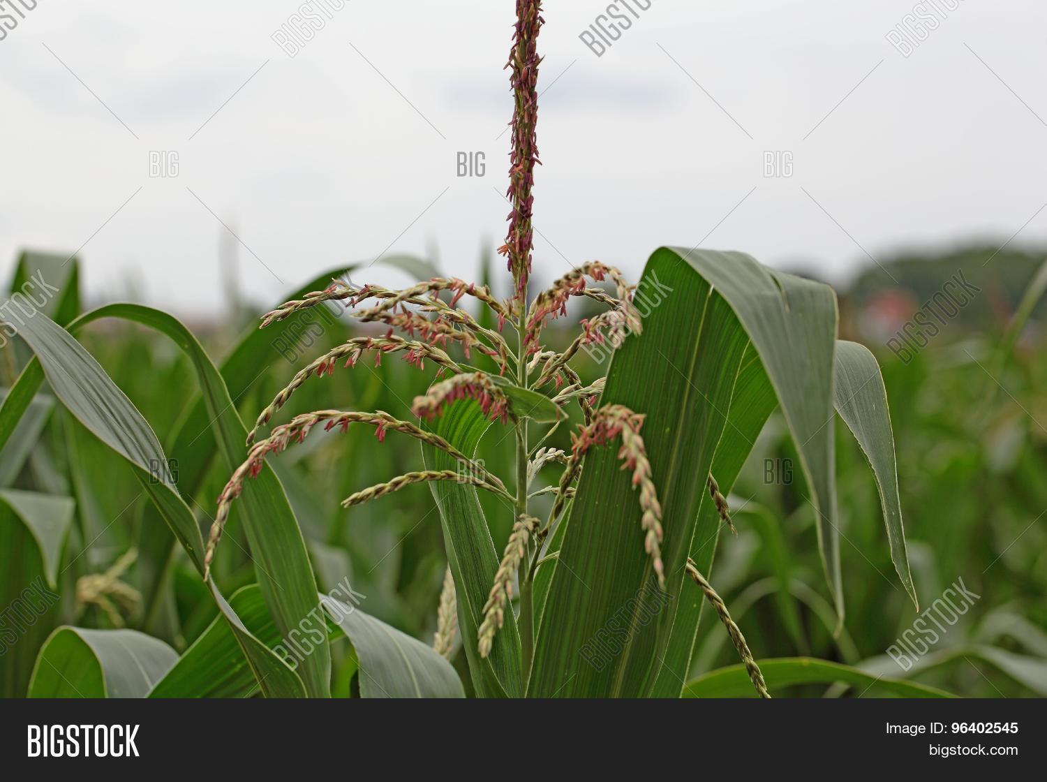 Maize Plant Flower
