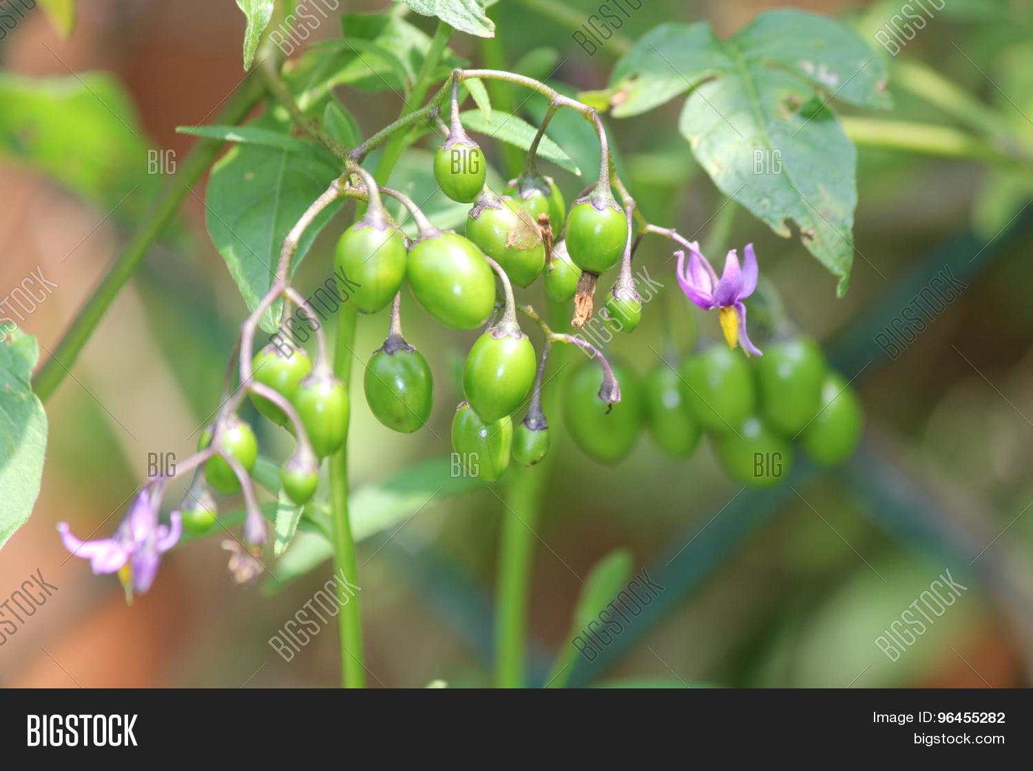 Nightshade Solanum Image & Photo (Free Trial) | Bigstock