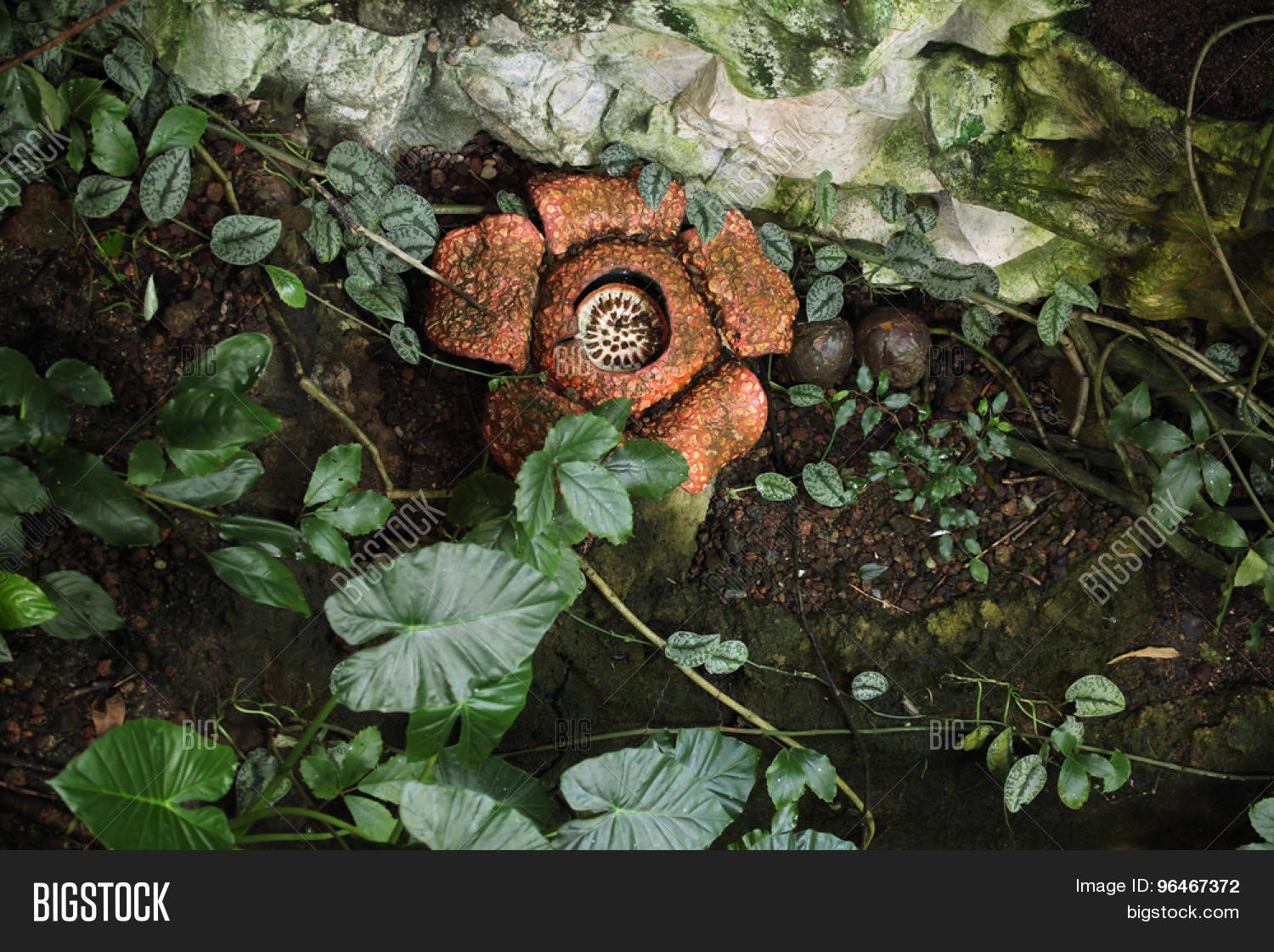 Rafflesia. Biggest Image & Photo (Free Trial) | Bigstock