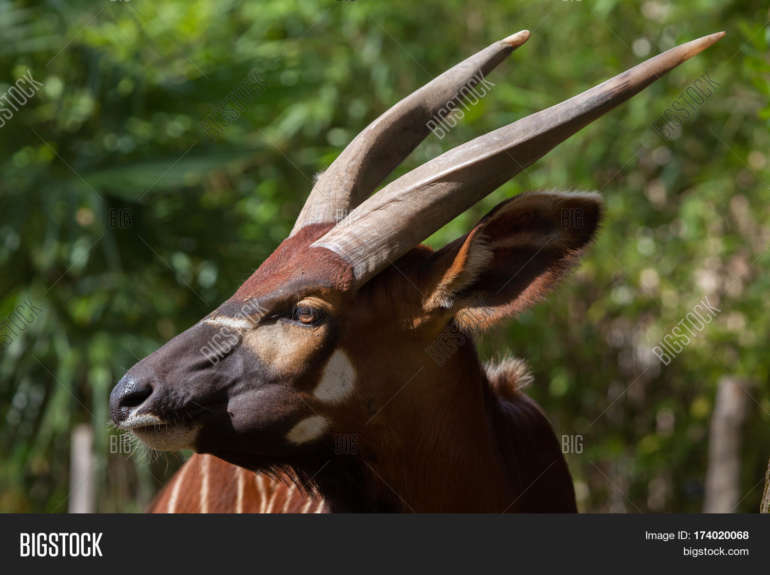 Eastern Bongo ( Image & Photo (Free Trial) | Bigstock