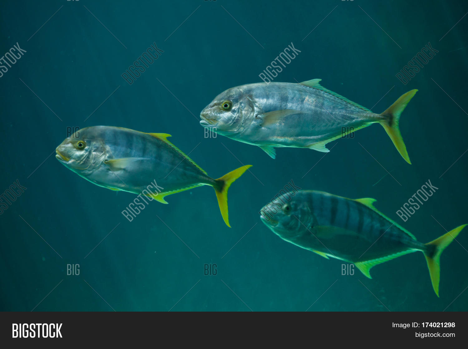Golden Trevally ( Image & Photo (Free Trial) | Bigstock
