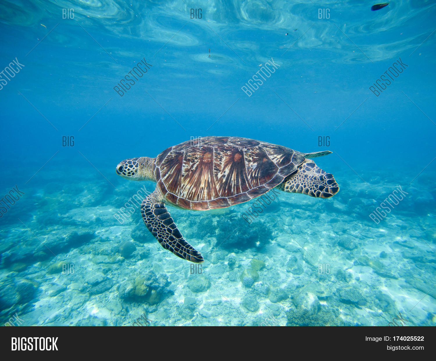Imagen y foto Wild Green Turtle (prueba gratis) | Bigstock
