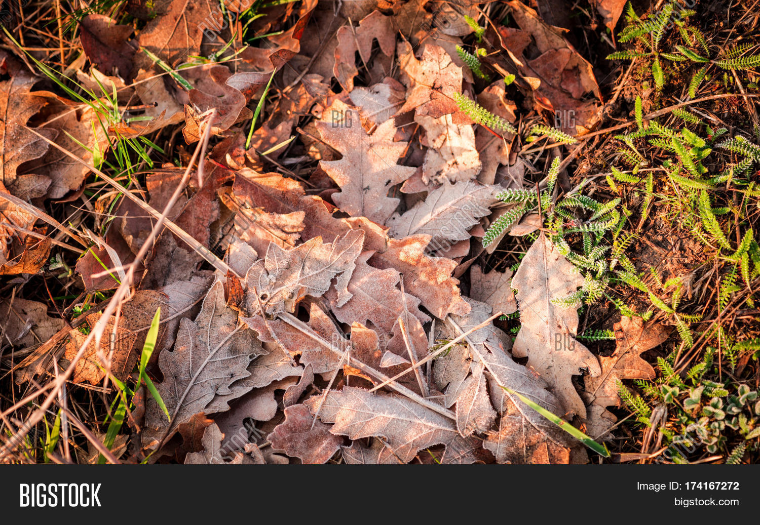 Leaves Flowers Cold Image & Photo (Free Trial) | Bigstock