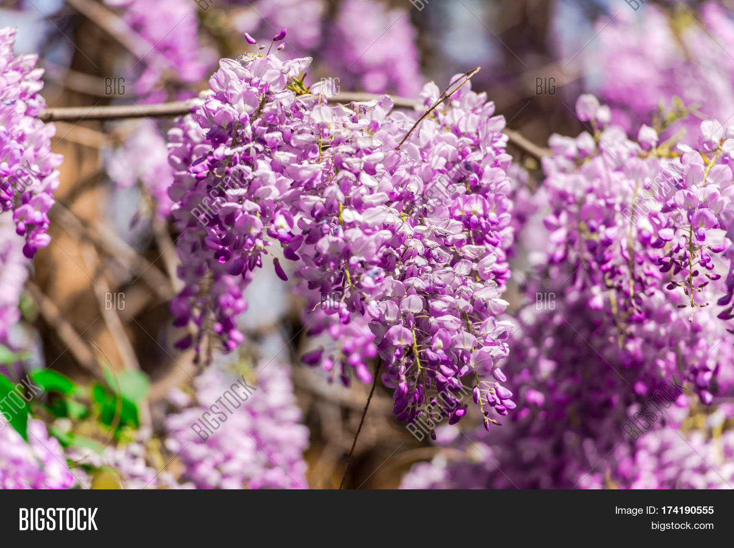 Amazing Spring Flowers Image & Photo (Free Trial) | Bigstock