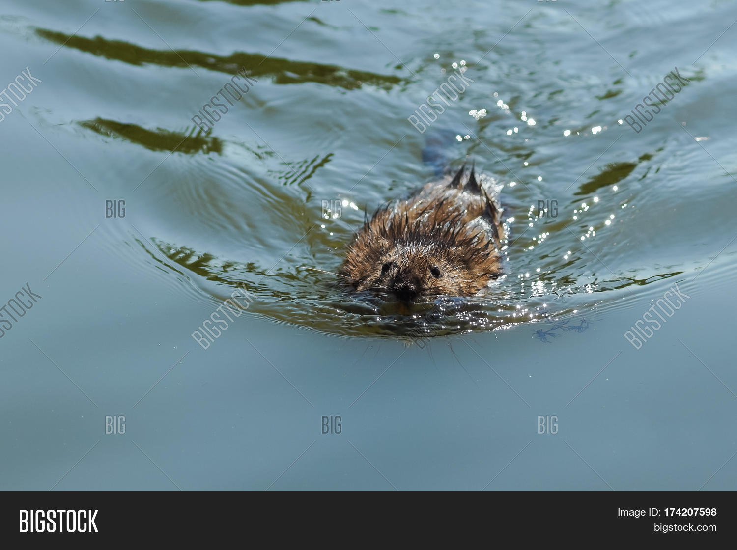 Musquash Musk-rat (lat Image & Photo (Free Trial) | Bigstock