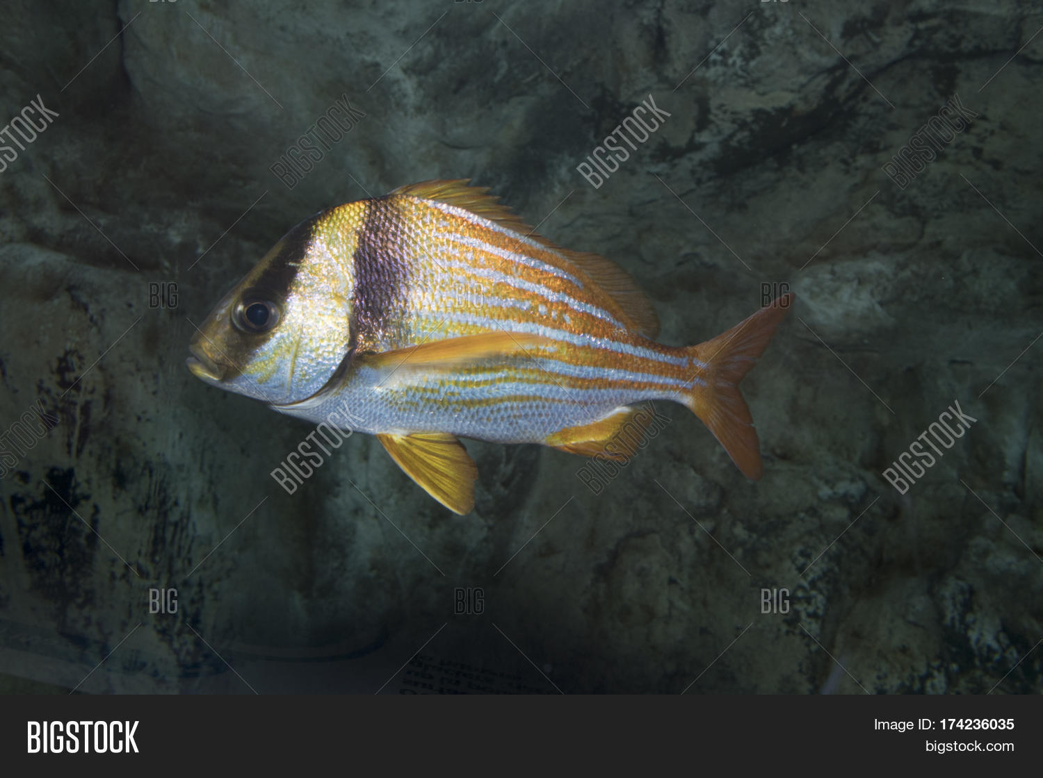 Beautiful Striped Image & Photo (Free Trial) | Bigstock