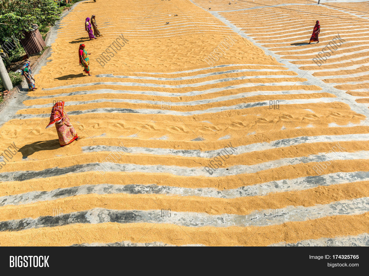 Drying Paddy Sun Image & Photo (Free Trial) | Bigstock
