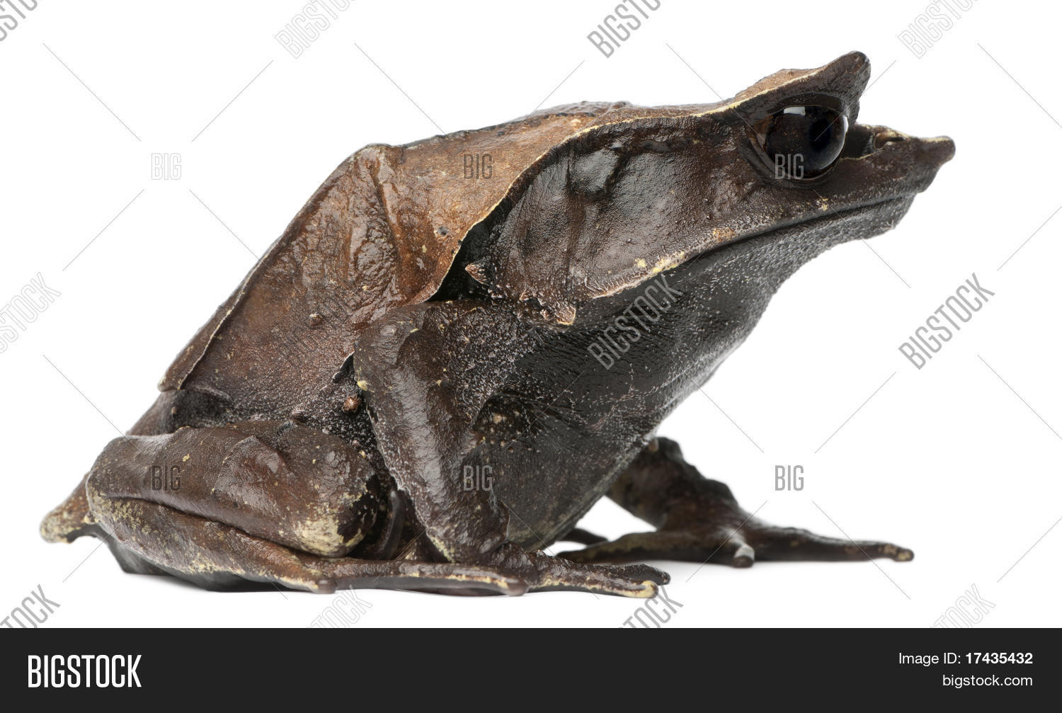 Long-nosed Horned Frog Image & Photo (Free Trial) | Bigstock