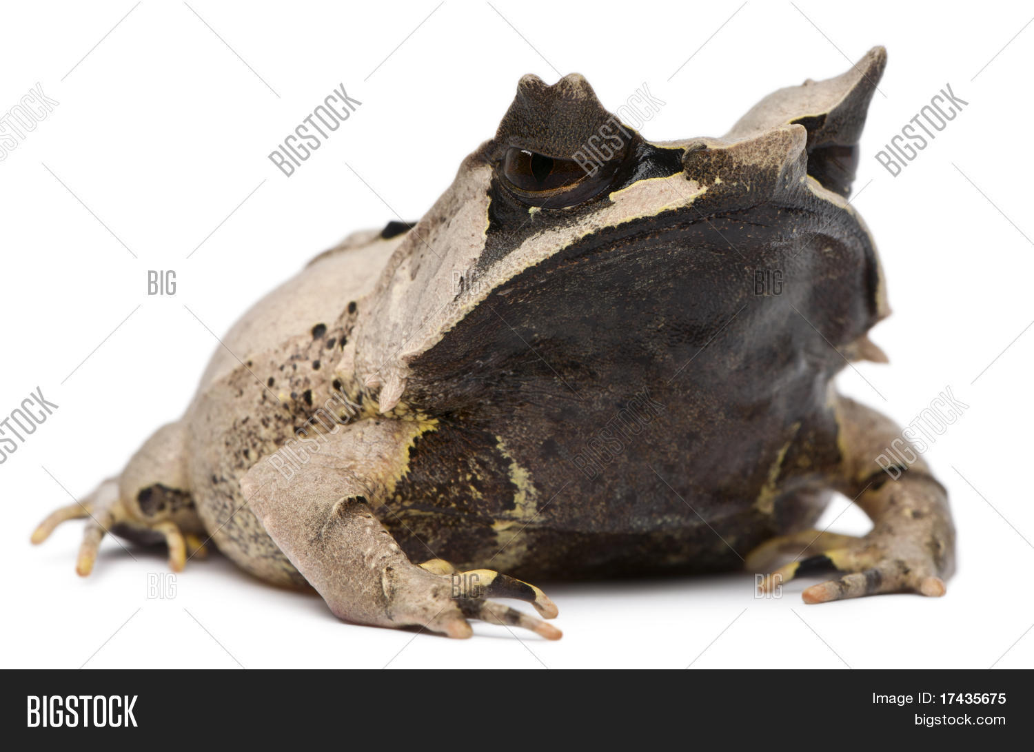 Long-nosed Horned Frog Image & Photo (Free Trial) | Bigstock