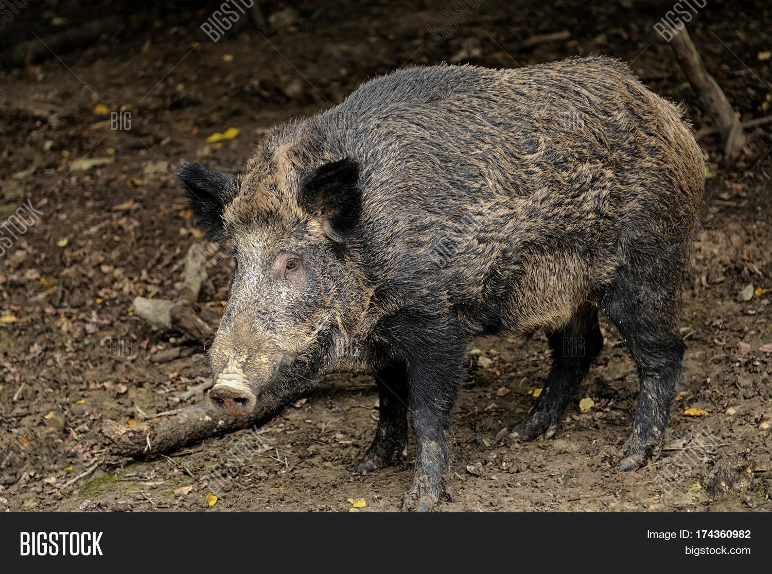 Wild Boar Wood Image & Photo (Free Trial) | Bigstock