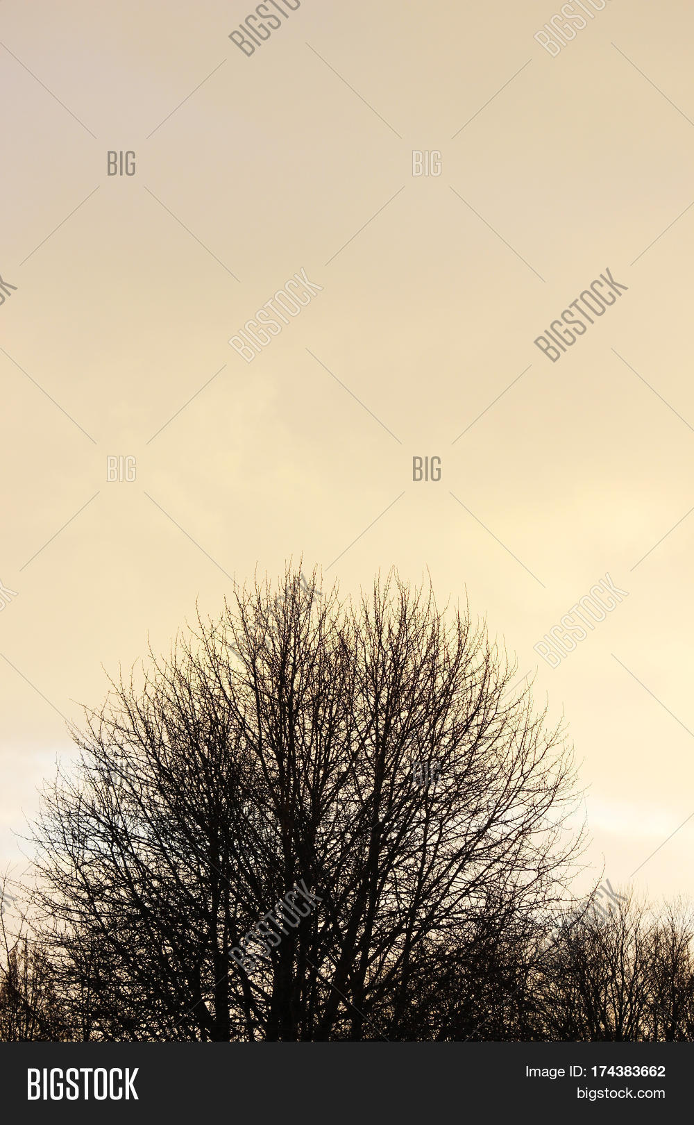Snow Cloud Trees Image & Photo (Free Trial) | Bigstock