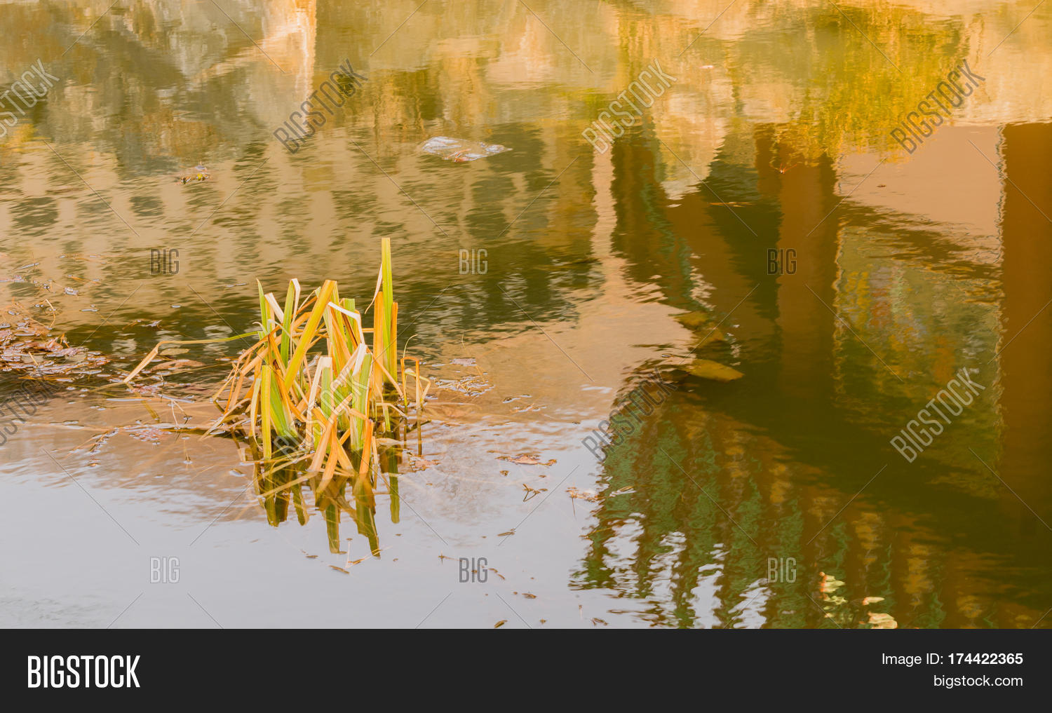 Closeup Small Pond Image & Photo (Free Trial) | Bigstock