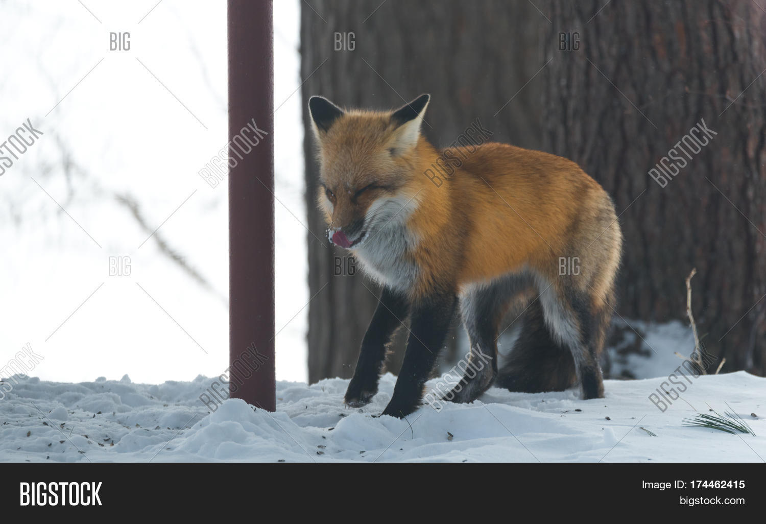 Common Red Fox (Vulpes Image & Photo (Free Trial) | Bigstock