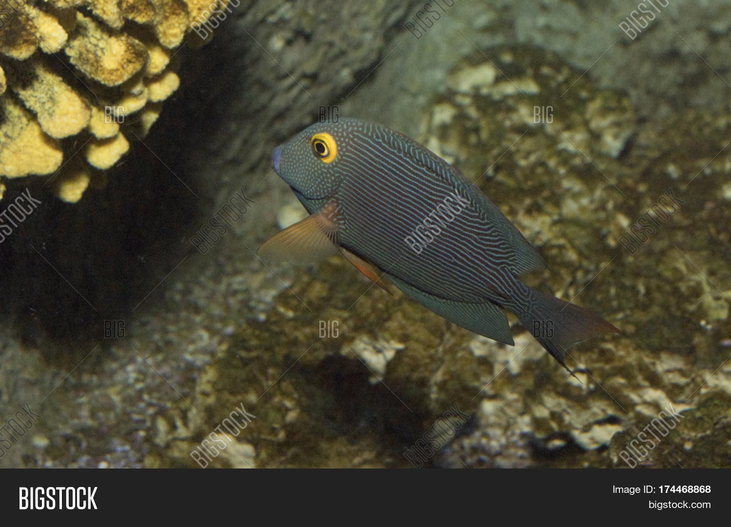 Vivid Yellow Eye Kole Image & Photo (Free Trial) | Bigstock