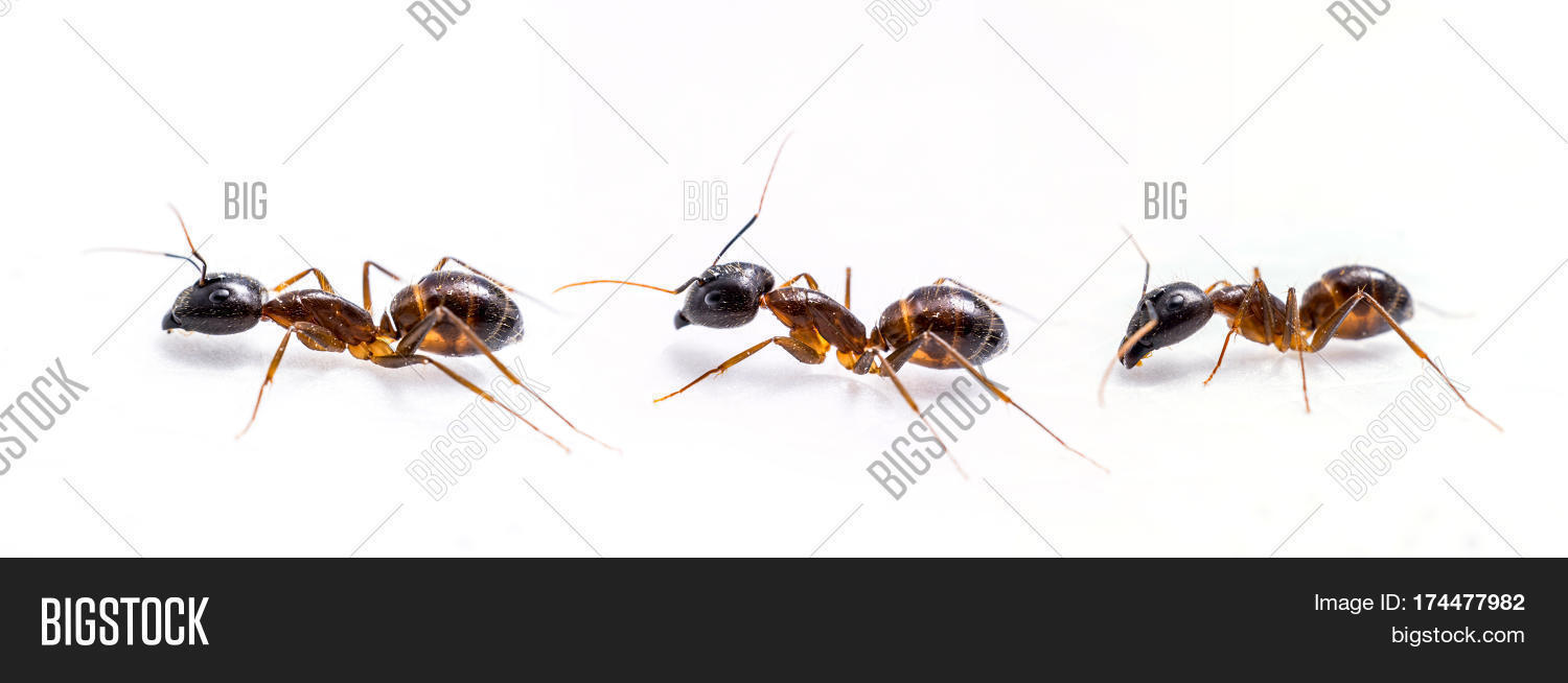 Close Three Ants On Image & Photo (Free Trial) | Bigstock