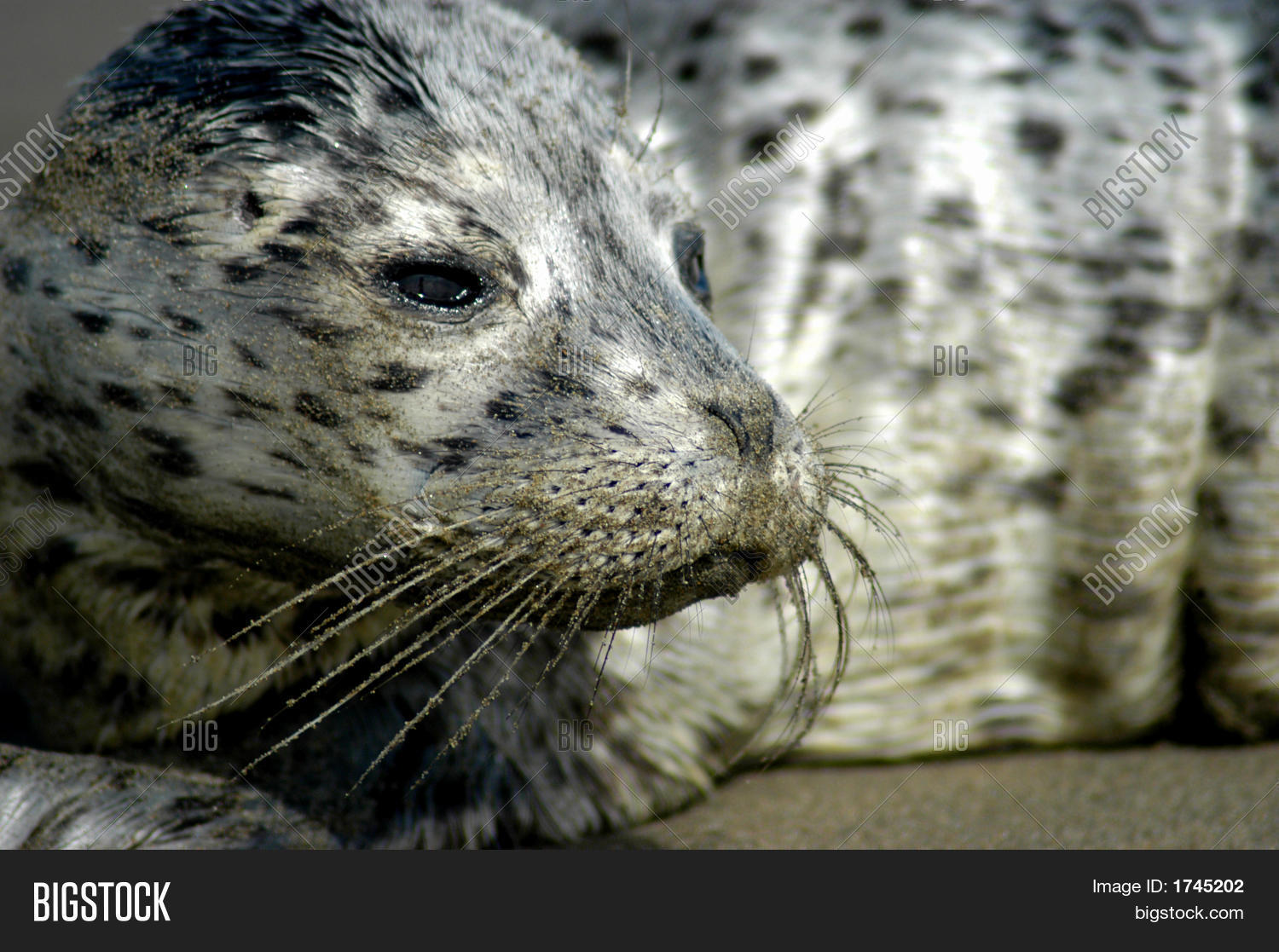 Baby Seal Pup Image & Photo (Free Trial) | Bigstock