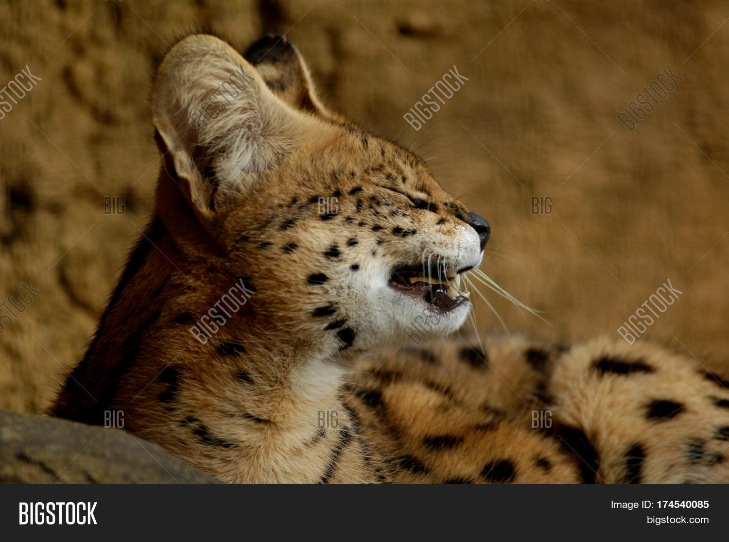 Smiling Lynx Cat Image & Photo (Free Trial) | Bigstock