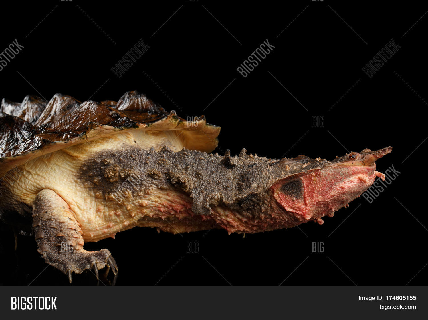Mata Mata Turtle, Image & Photo (Free Trial) | Bigstock