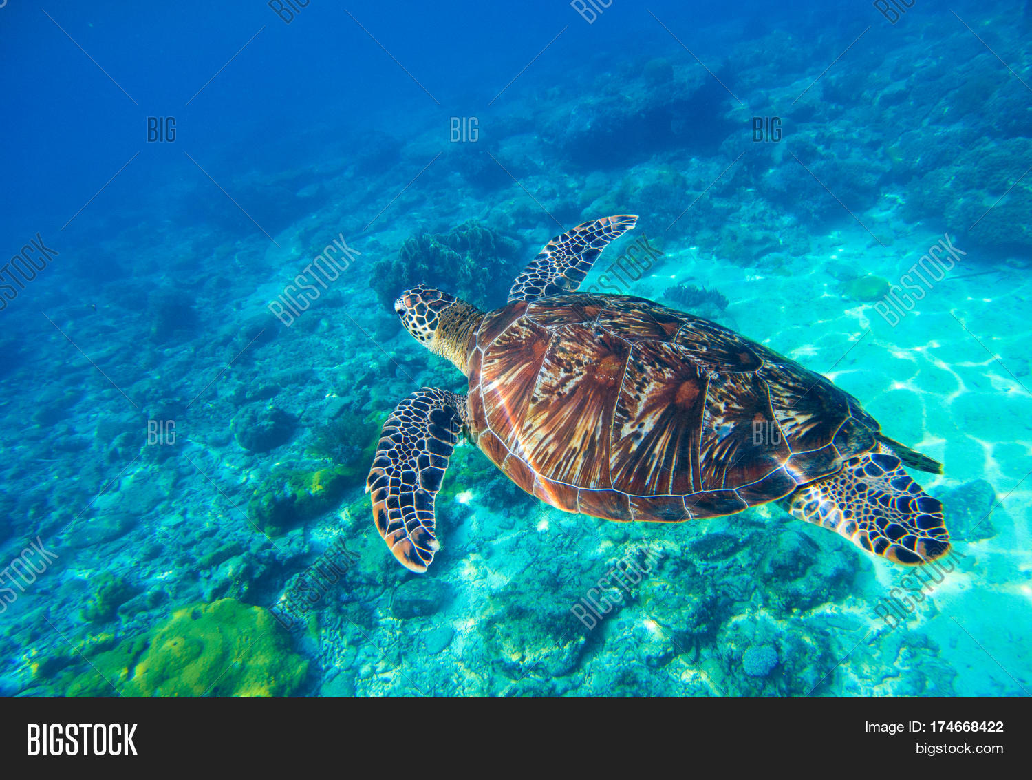 Sea Turtle Water. Wild Image & Photo (Free Trial) | Bigstock