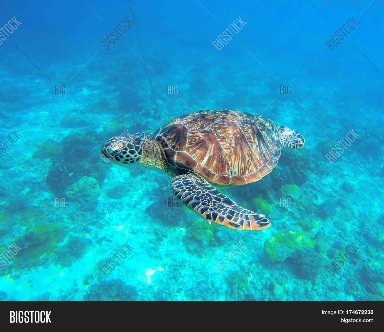 Sea Turtle Water. Wild Image & Photo (Free Trial) | Bigstock