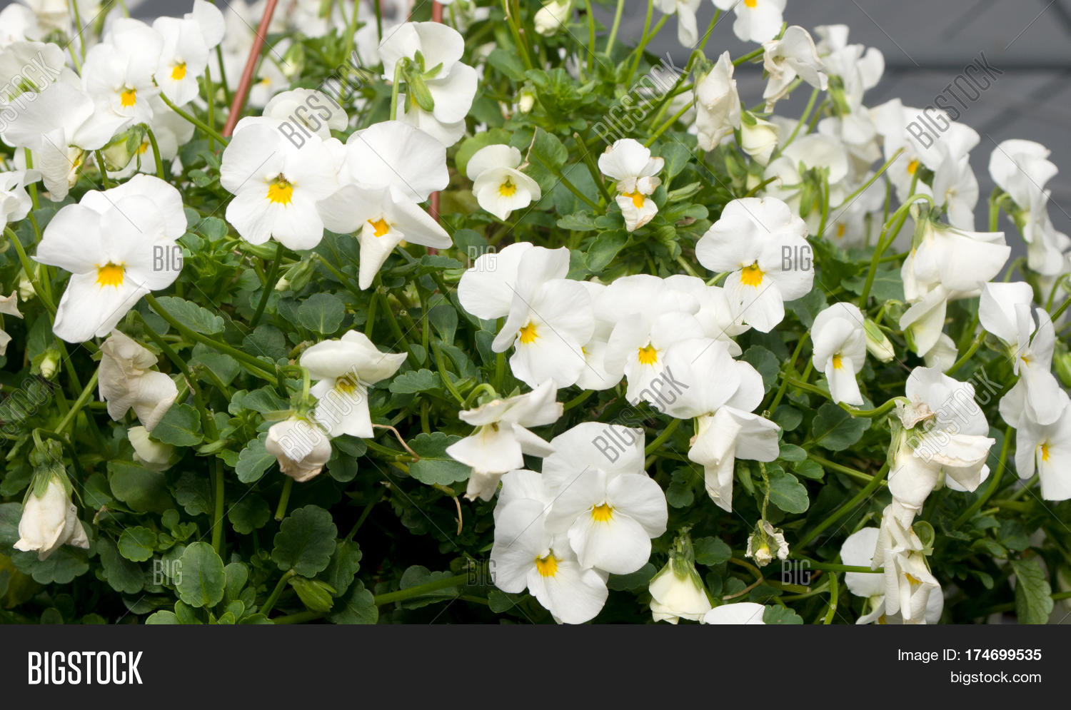 Several Groveling Image & Photo (Free Trial) | Bigstock