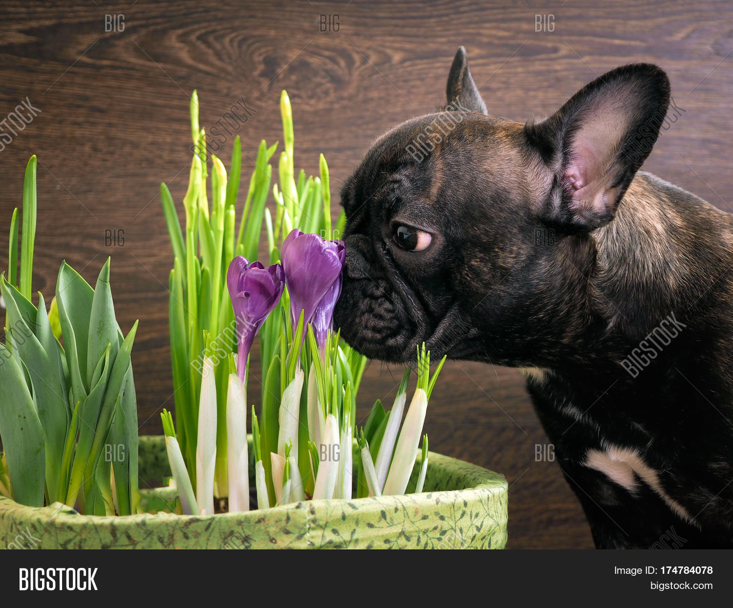 Dog Smelling Flowers. Image & Photo (Free Trial) | Bigstock