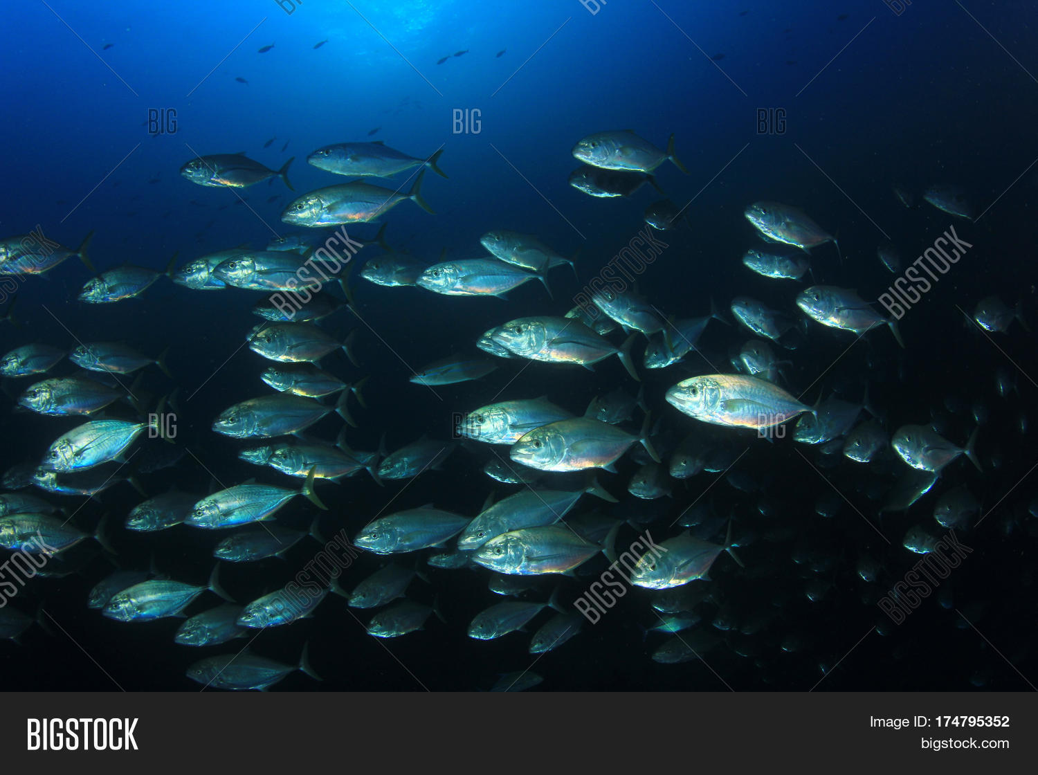 Tuna Fish Ocean Image & Photo (Free Trial) | Bigstock