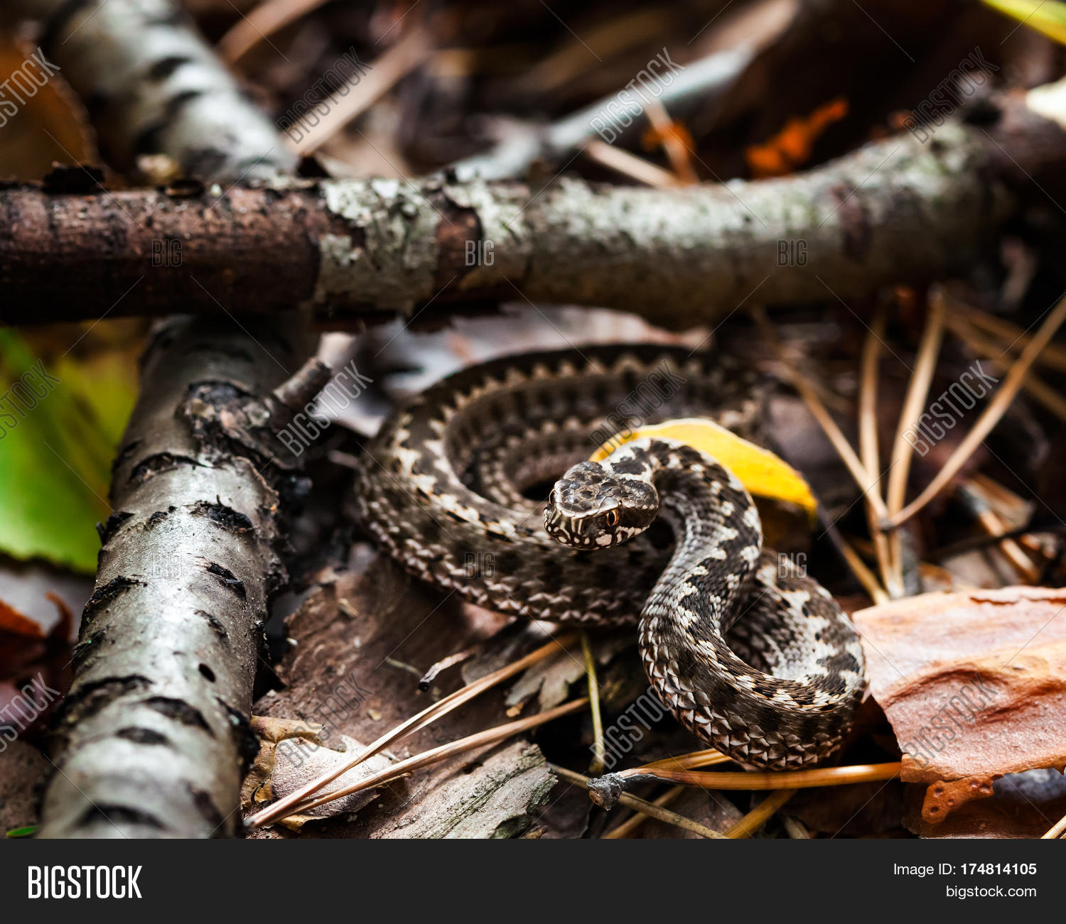 European Adder Vipera Image & Photo (Free Trial) | Bigstock