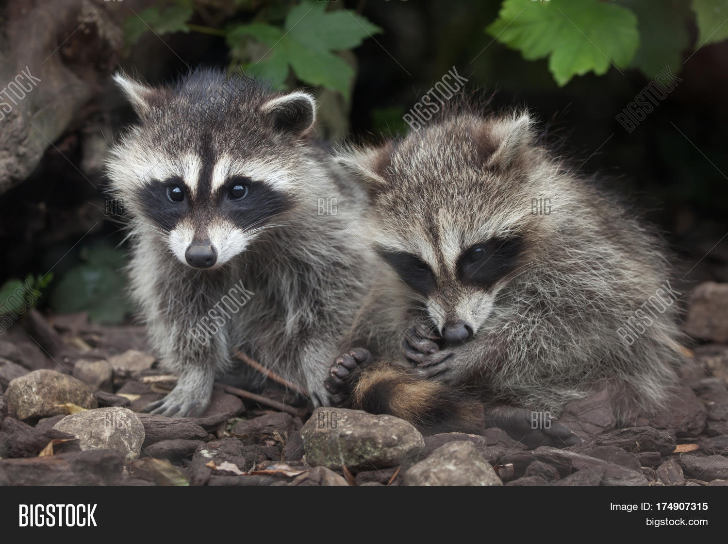Newborn Raccoon ( Image & Photo (Free Trial) | Bigstock