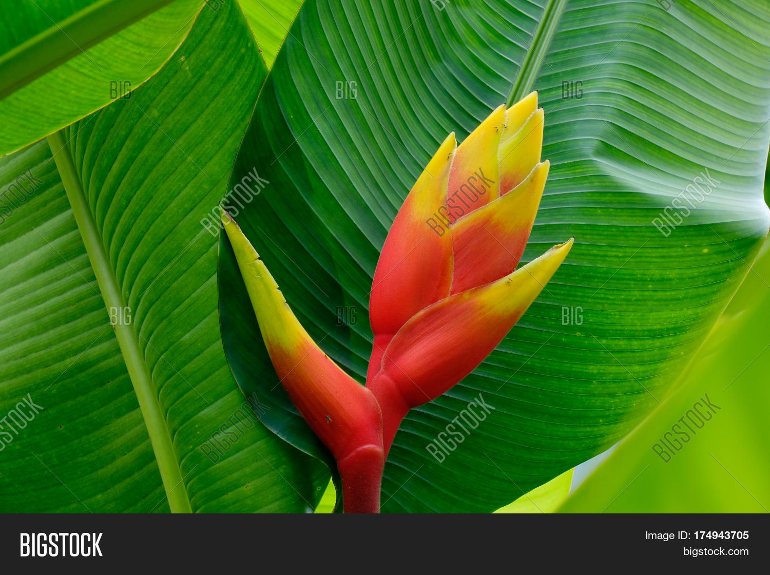 Musaceae Flower Image & Photo (Free Trial) | Bigstock