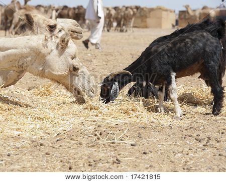 Dromedary Camel Goat Image & Photo (Free Trial) | Bigstock