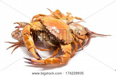 Cooked Sea Crab On Image & Photo (Free Trial) | Bigstock